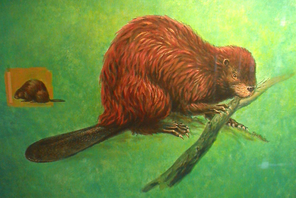 Big Brook Giant Beaver Page big-brook-giant-beaver-page