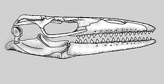 Big Brook Reptile Page